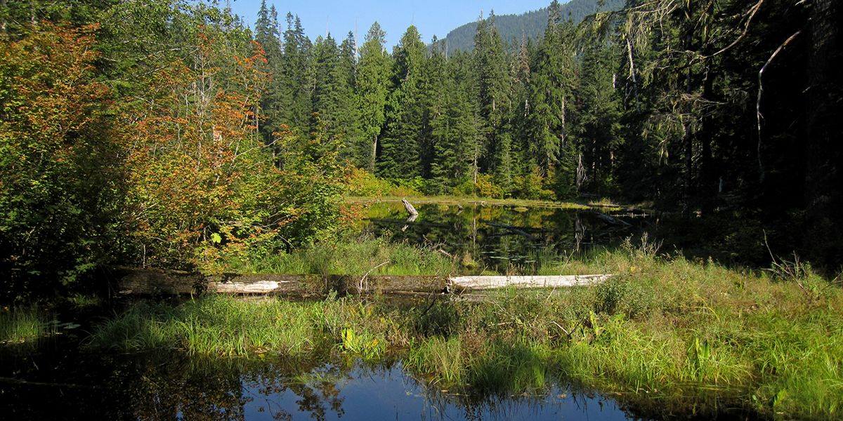 King County’s new carbon credit program protects local forests | Puget ...